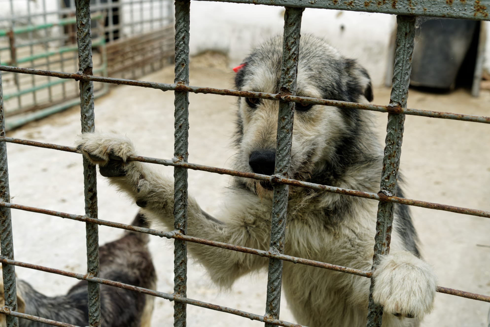 Tierschutz in Bulgarien: Unterstütze unsere Tierhilfe!