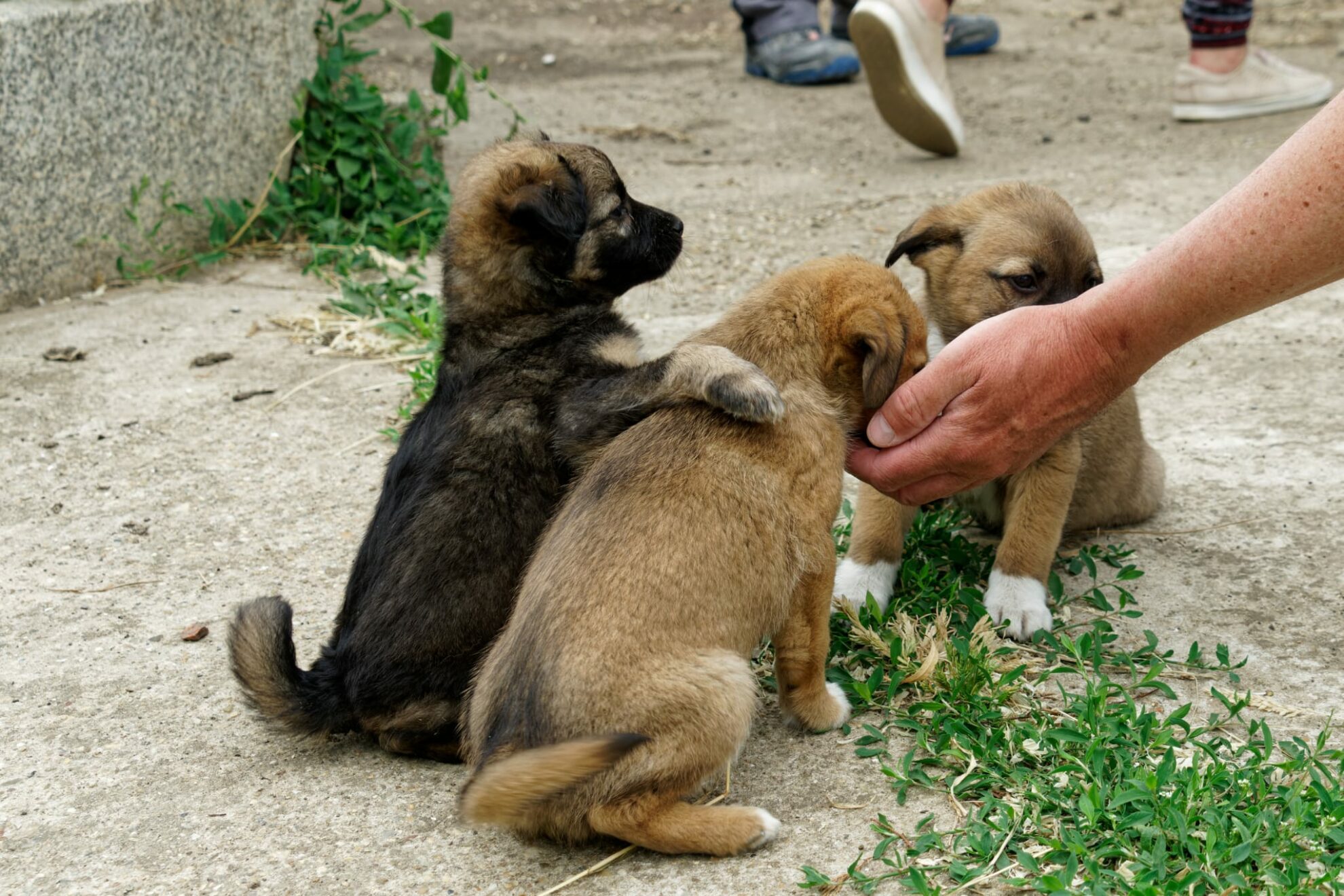 Tierschutz in Bulgarien: Unterstütze unsere Tierhilfe!