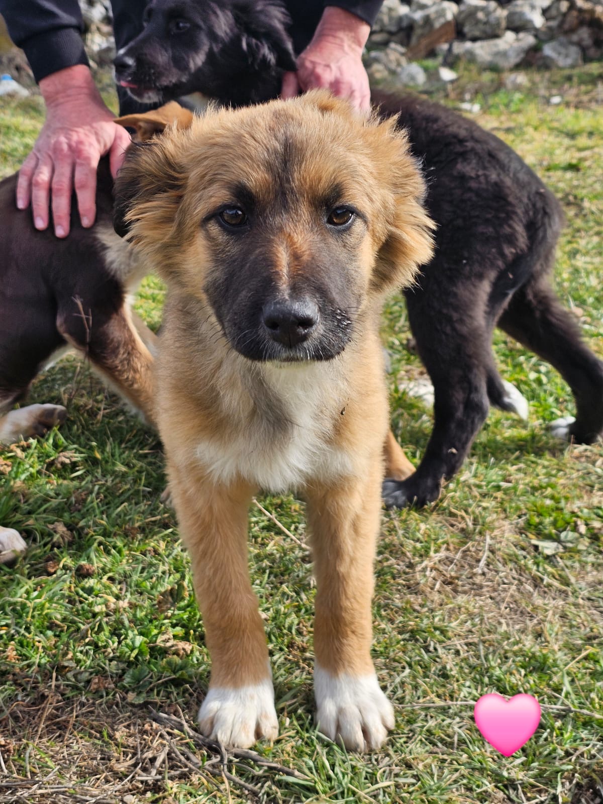 Hund adoptieren » aus dem Ausland oder von einer Pflegestelle