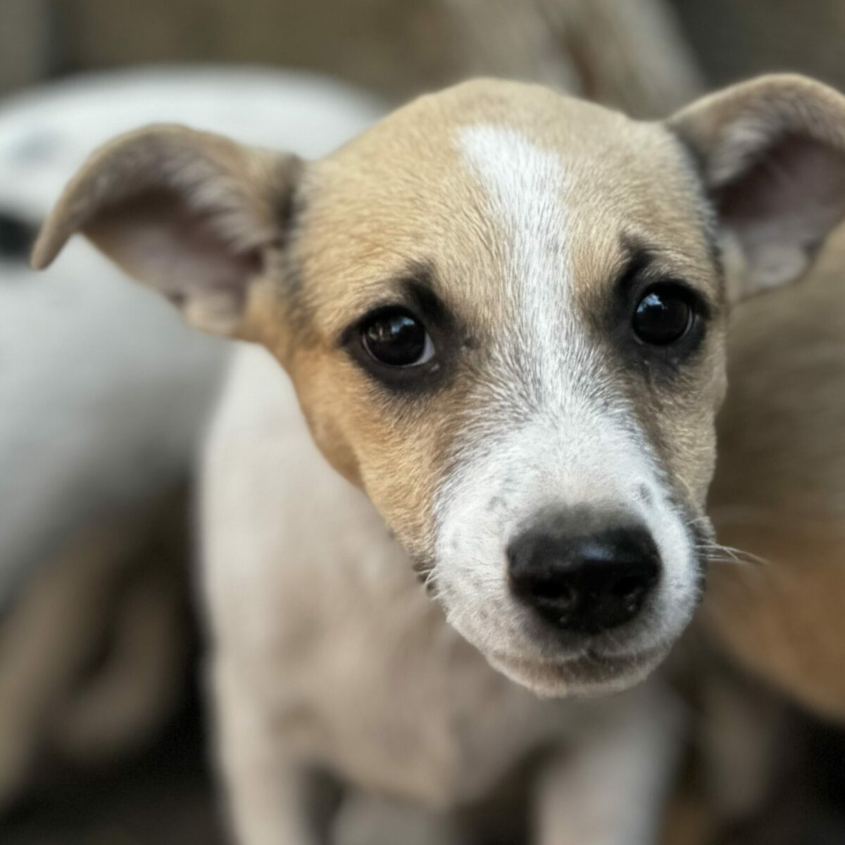 Welpe oder Junghund » aus dem Tierschutz adoptieren!