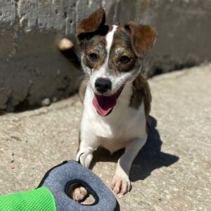 Hund adoptieren » aus dem Ausland oder von einer Pflegestelle